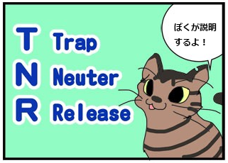 キジトラ先生のなぜなにTNR | CATS&DOGS 動物福祉協会
