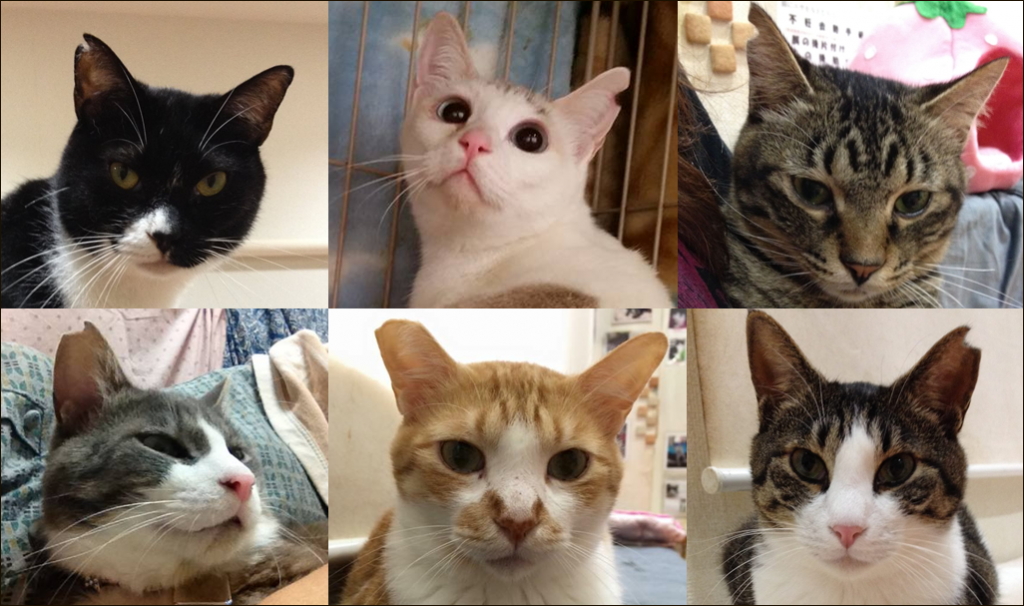 TNRについて | 活動概要 | CATS&DOGS 動物福祉協会